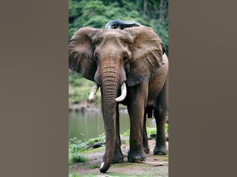 Symbiosis of Elephants and African Pythons... #wildlife #elephant # ...