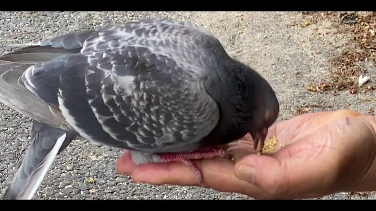 참새,직박구리새,비둘기,병아리,나비(Sparrow, brown-eared bulbul bird, pigeon, chick ...