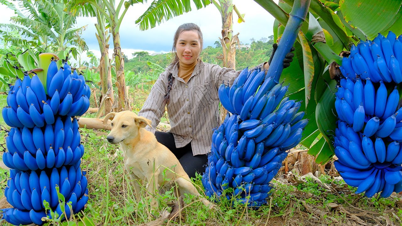 FULL 30 DAYS: Harvesting Green Bananas, Fresh Ripe Bananas,. Going to ...