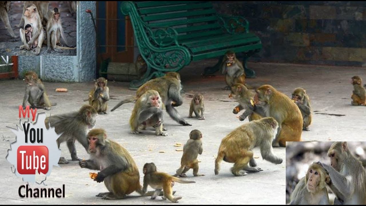 me25សត្វស្វាឆ្លាតហើយស្អាតពូកែសំដែងឱ្យយើងមើល. Love monkey. - YouTube
