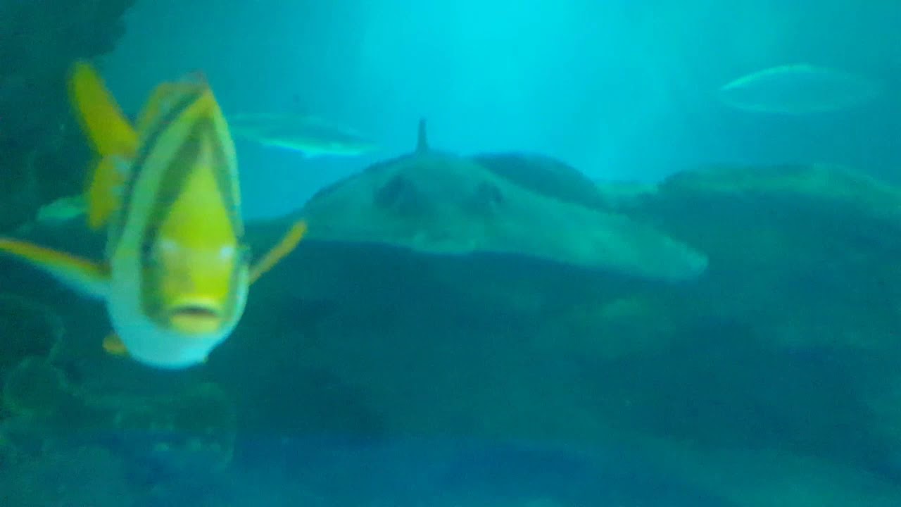 Shark sample 2 - YouTube