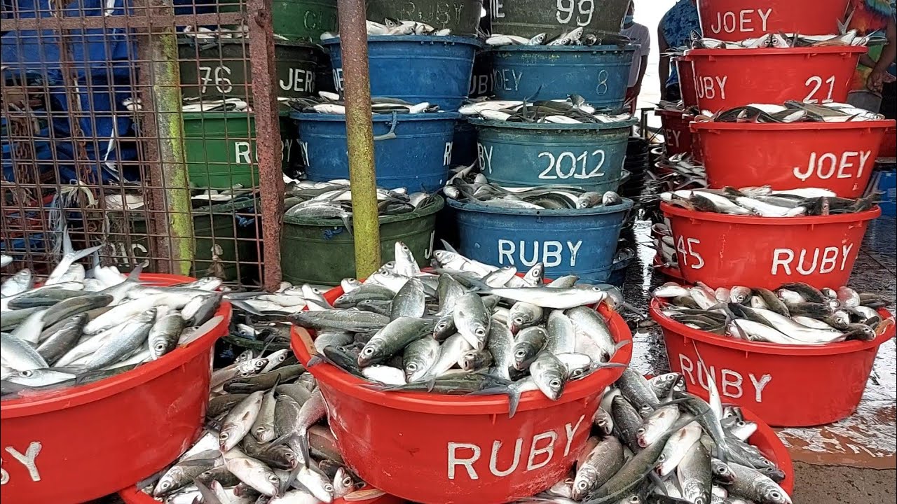 presyo ng isda sa binangonan pritil (fishport) || 50pesos lang kilo # ...