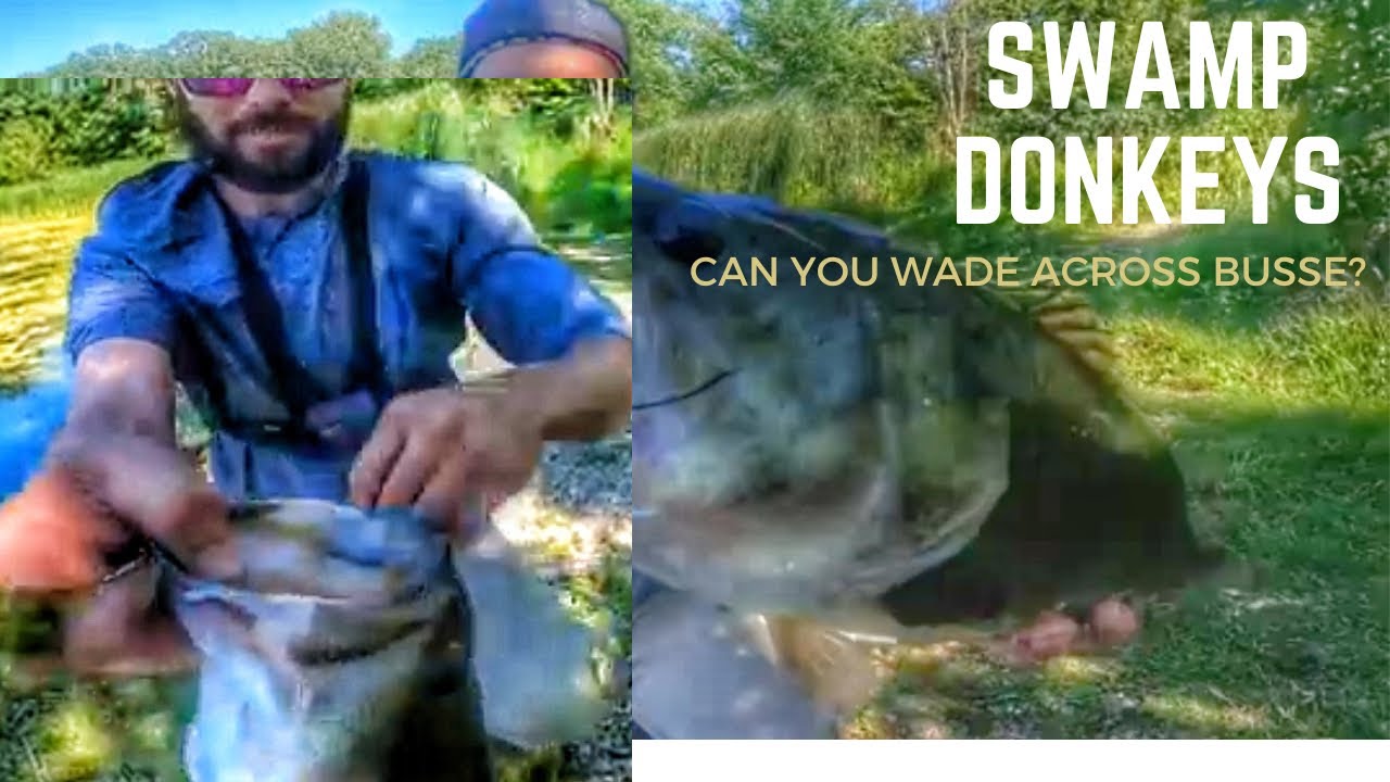 Can you wade across Clear water bay?! || Busse Woods Mammoth Bass ...