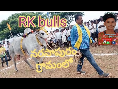 Rk bulls నర్సాపురం గ్రామంలో సీనియర్ విభాగంలో #Midhun ongole bulls# ...