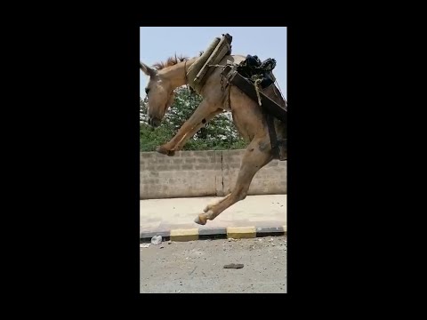 Overloaded donkey cart - YouTube