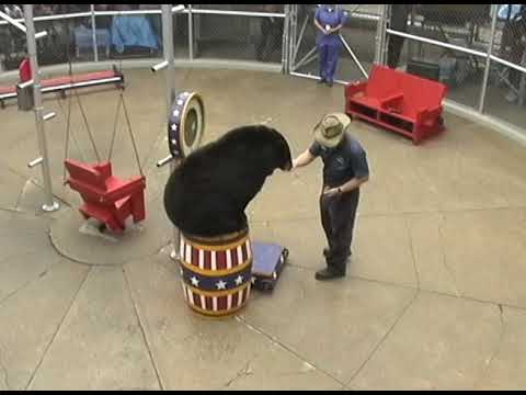 Videos in the Key of Life: Clark's Trading Post Bear Show in Lincoln ...