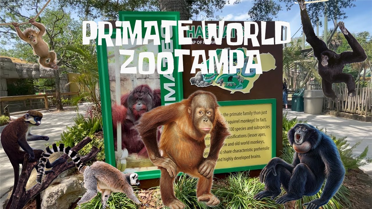 Uncaged Zoo Tours: Primate World-Zoo Tampa ft. Orangutans #recommended ...