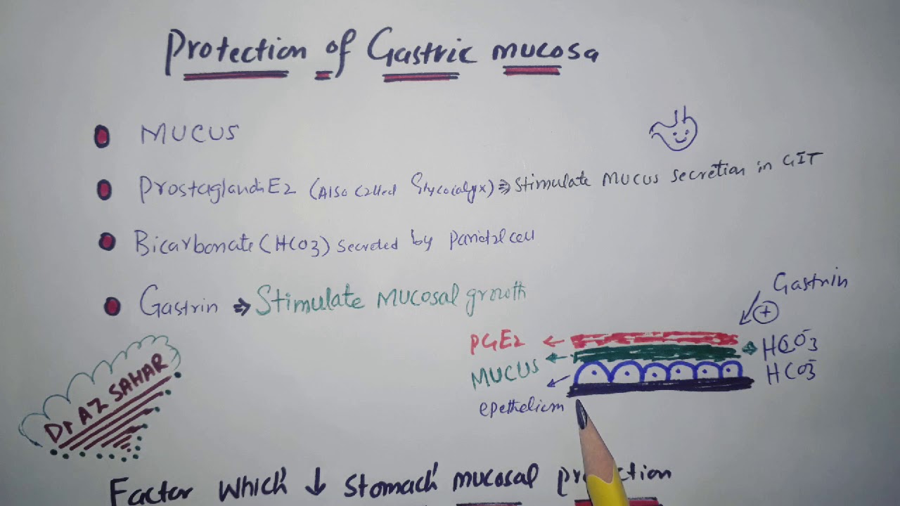 Protection of Gastric mucosa - YouTube