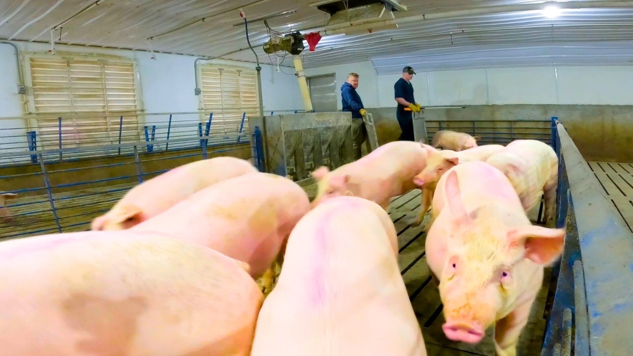 Sleep Deprived But Pig Loading Can’t Wait - YouTube