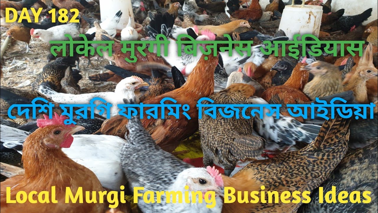 Local Murgi Farming Business Ideas l लोकेल मुरगी बिज़नेस आईडियास l দেশি ...