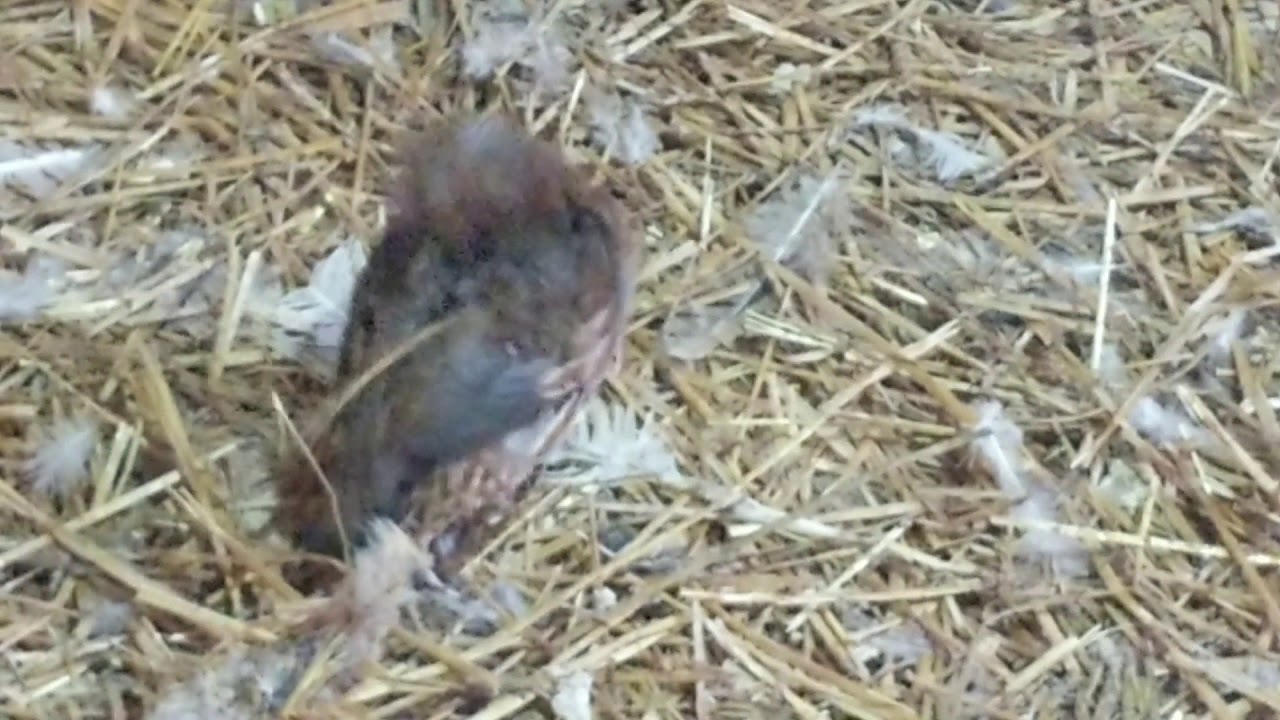 Quail eggy dance - YouTube