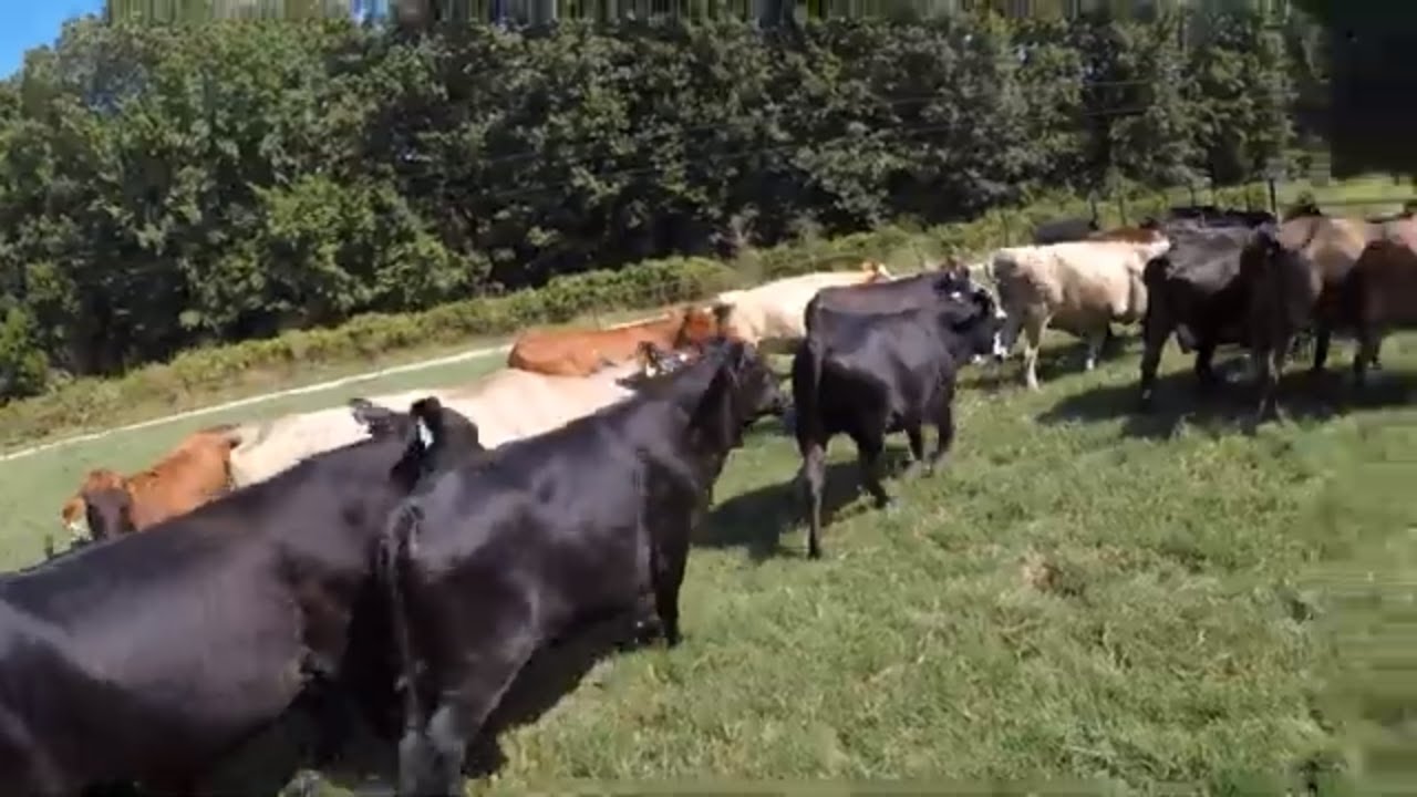Moving the Bulls - Cattle Talk - YouTube