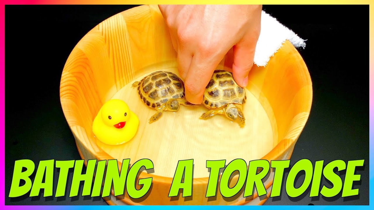 Bathing a Tortoise - YouTube