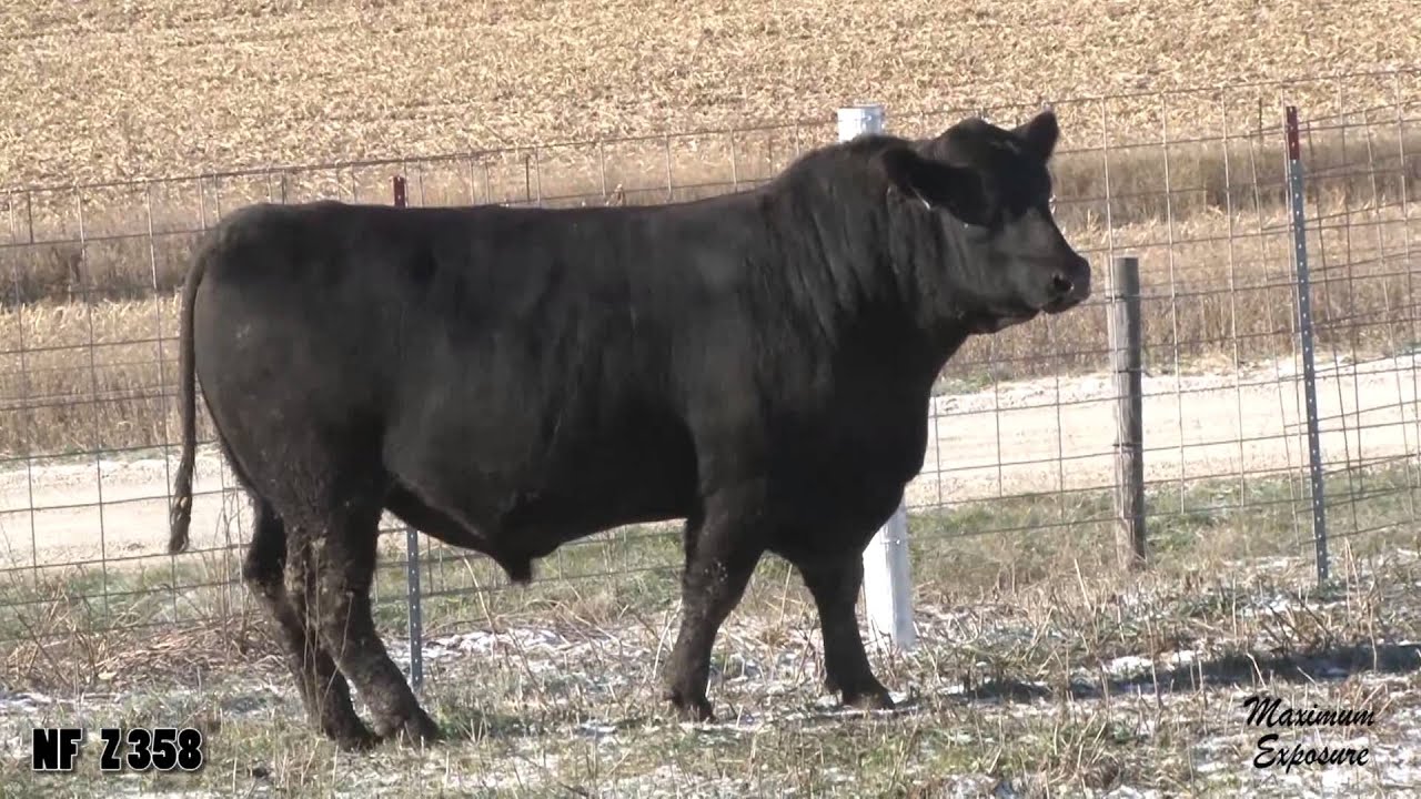 Nichols Bull NF Z 358 - YouTube
