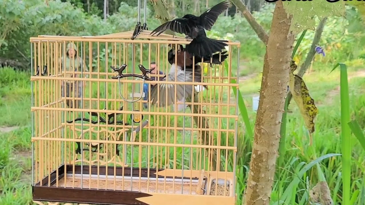 Curió Caripí final de temporada. #curio #aves #passarinho - YouTube