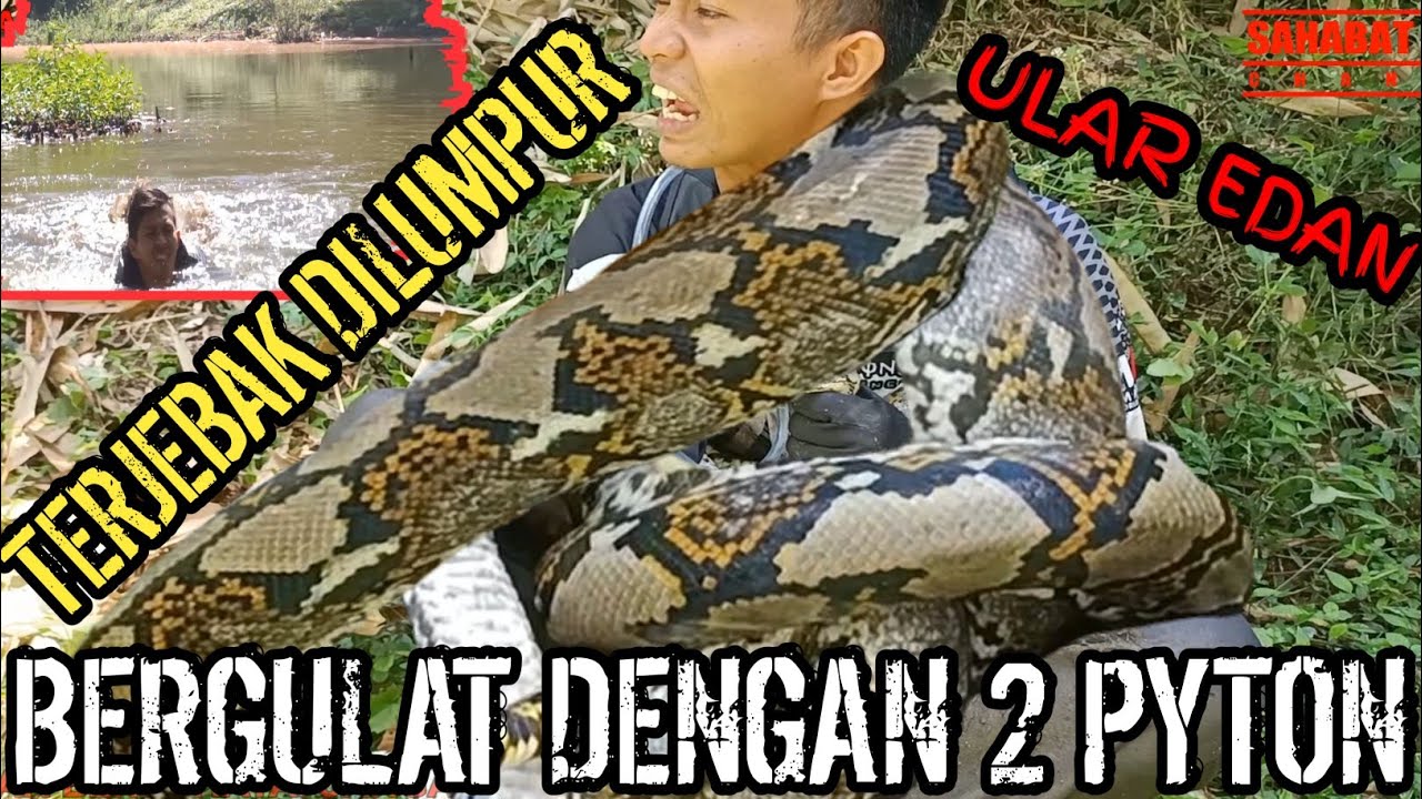 BERGULAT DENGAN ULAR PYTON BESAR DAN TERJEBAK DILUMPUR RESCUE ULAR ...