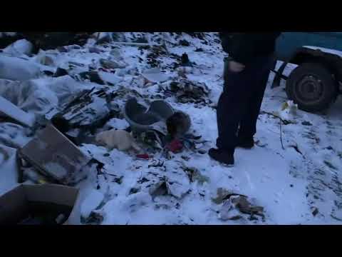 Çöplükte aç kalmış yavru köpeğin kurtuluşu