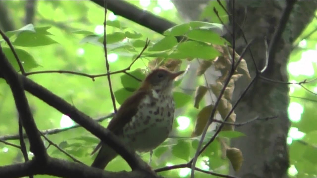 Wood Thrush Singing, 7/4/2015 (HD) - YouTube