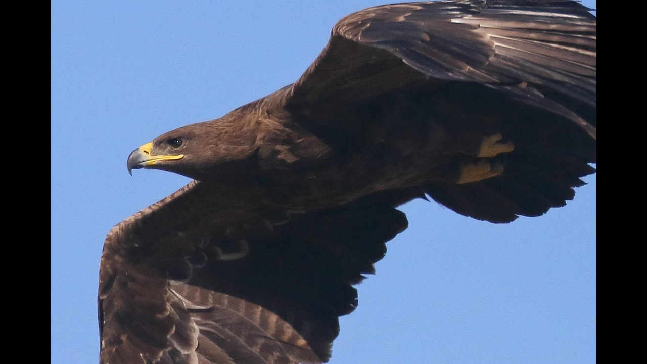 Driving with eagles - YouTube