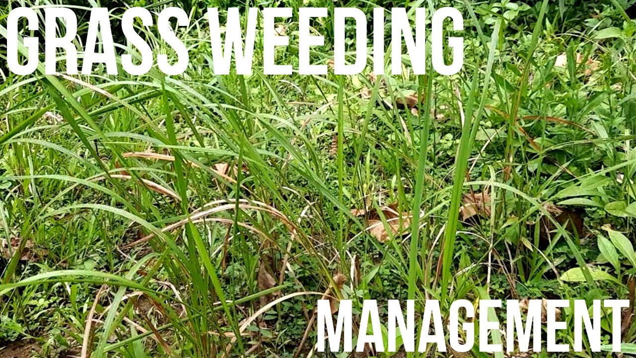 Grass Weeding Management in Front Garden - YouTube