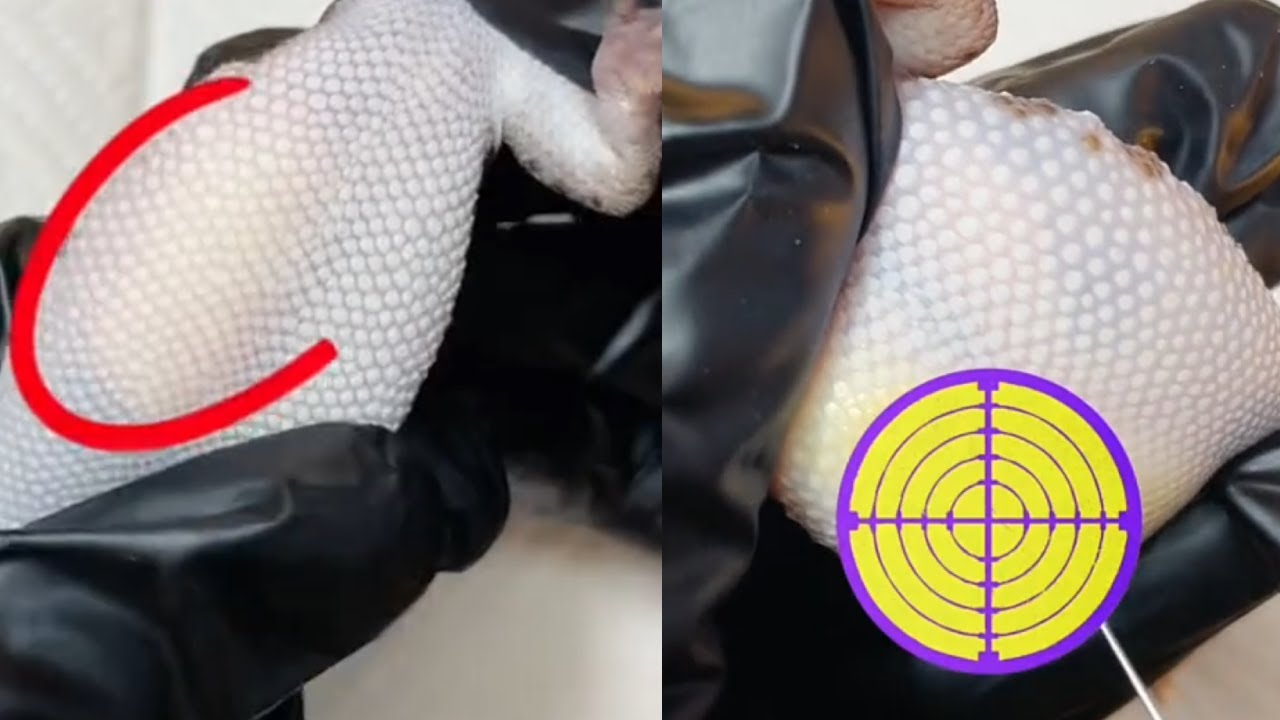 帮卡蛋的小蜥蜴做手术！Perform surgery on the little lizard with its egg stuck!【养爬 ...