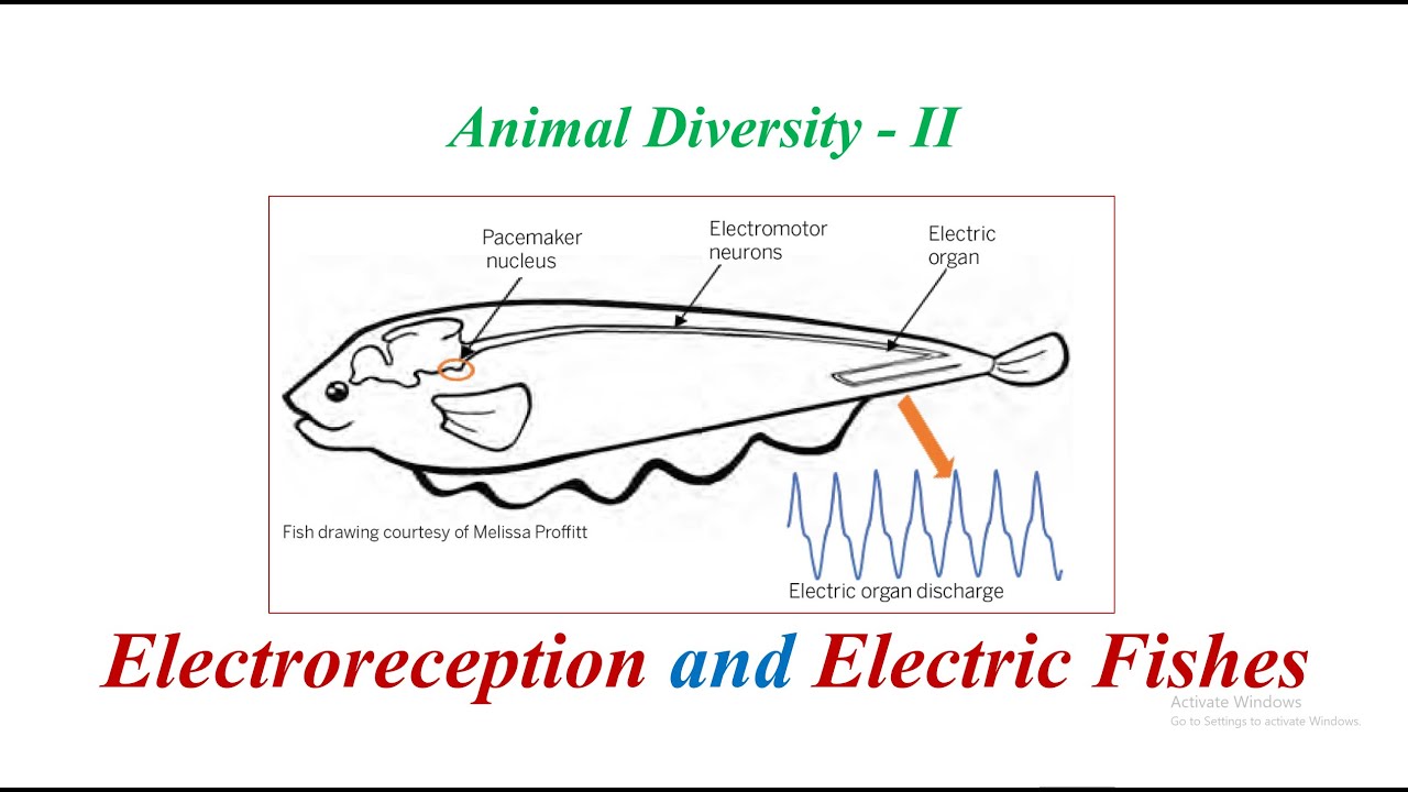 Electroreception and Electric Fishes - YouTube