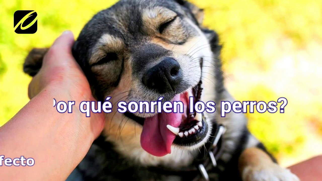 Perro Que Sonrie Memes