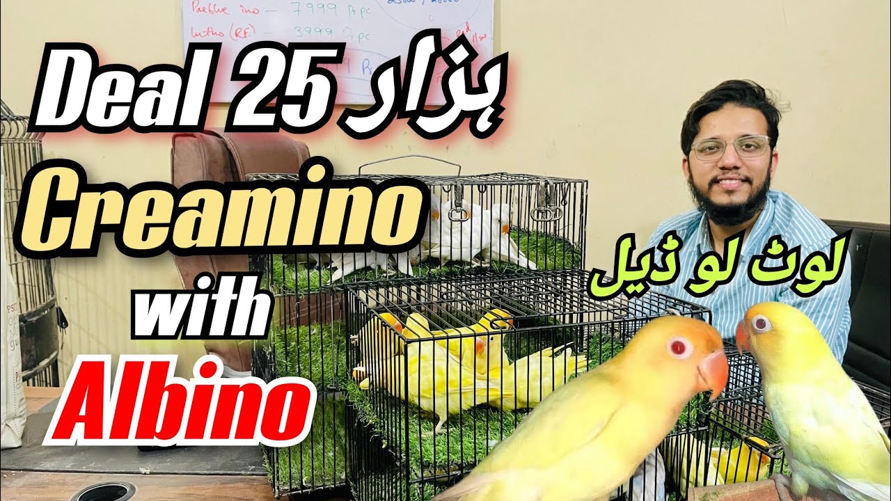 Creamino to Albino 25 Hazar wali Deal with DNA Looootlo Offer 😍 - YouTube