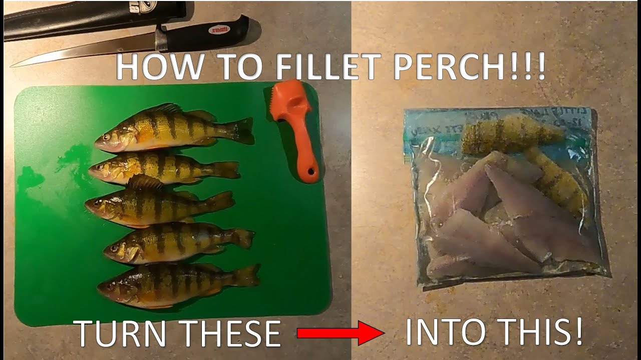 How To Fillet Perch (Skin on) - YouTube
