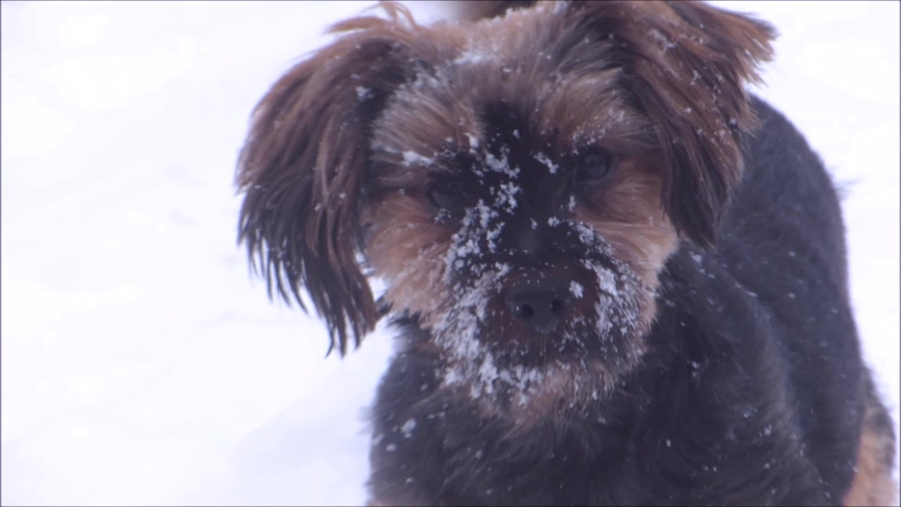 A snow dog and his ball adventure ( MUSIC title Rainbow Forest ) - YouTube