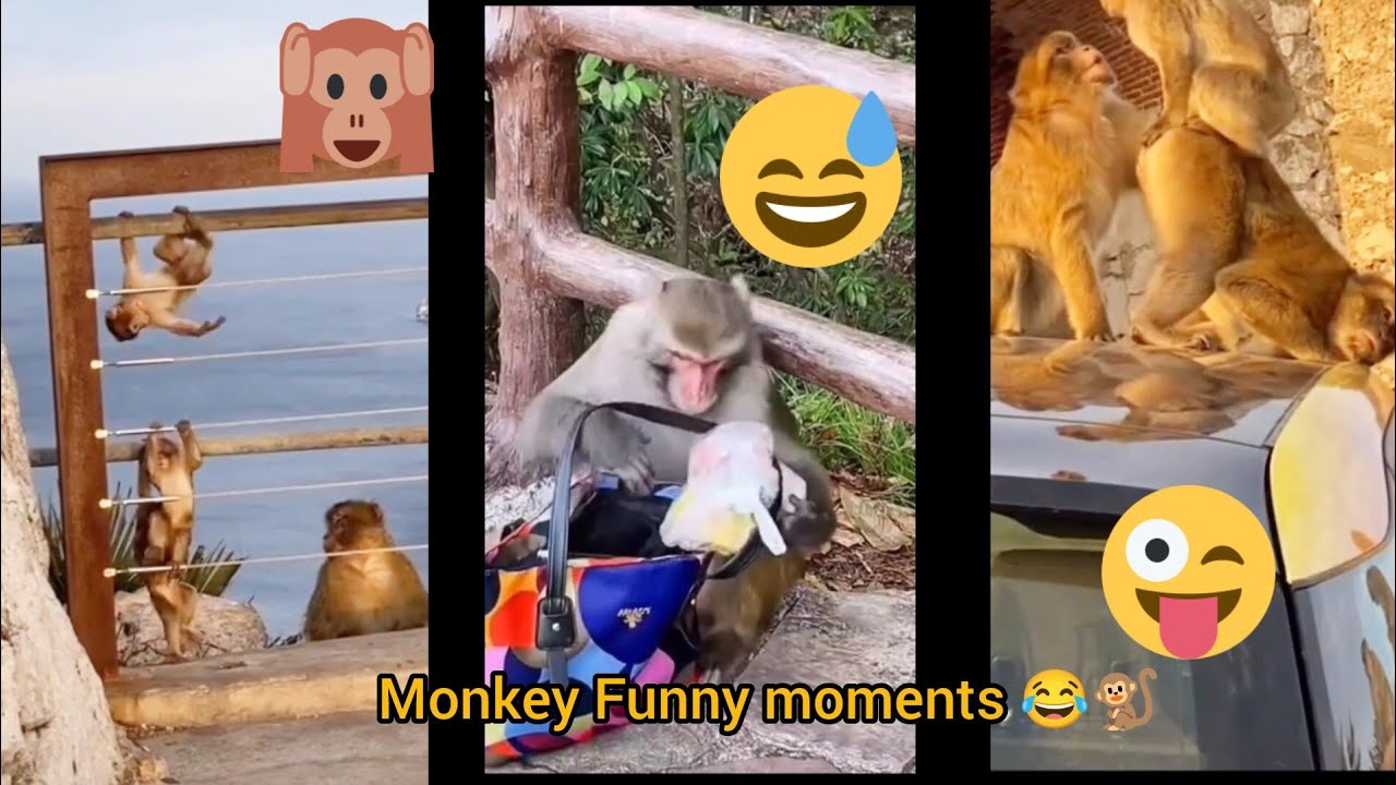 Monkey Comedy videos 🤣|| Cute little funny Monkey baby || funny Moments ...