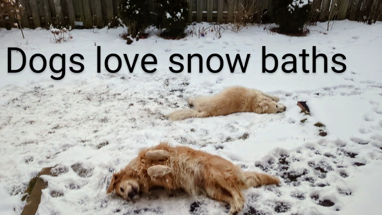 Dogs love snow! Let's watch and relax - YouTube