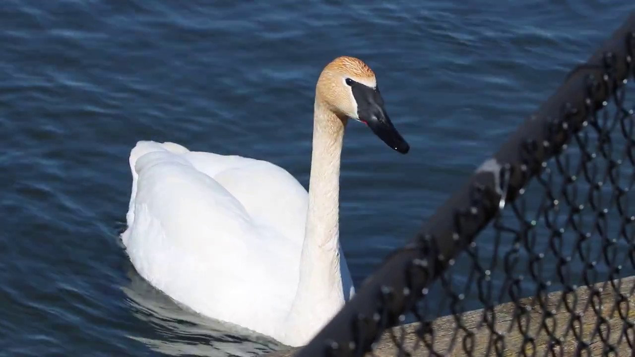 Trumpeter Swans (And goose on nest) - YouTube
