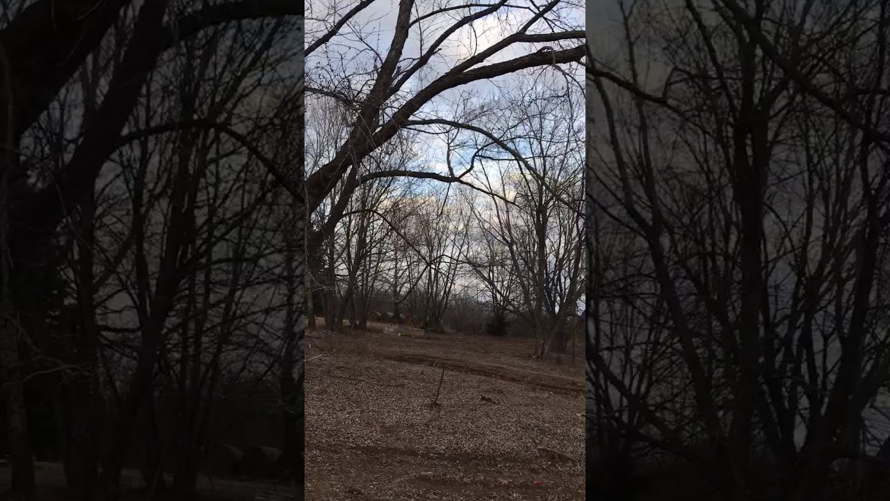 Angry bird firecracker - YouTube