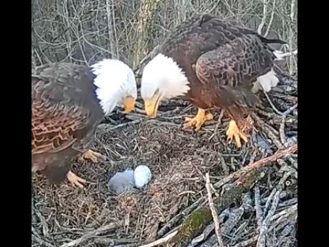 Cardinal Land Conservancy Eagle OH 03 21 24 340am Congrats Bonnie ...