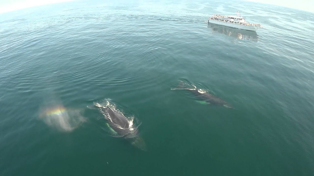 Cape Ann Whale Watch Adventure - YouTube