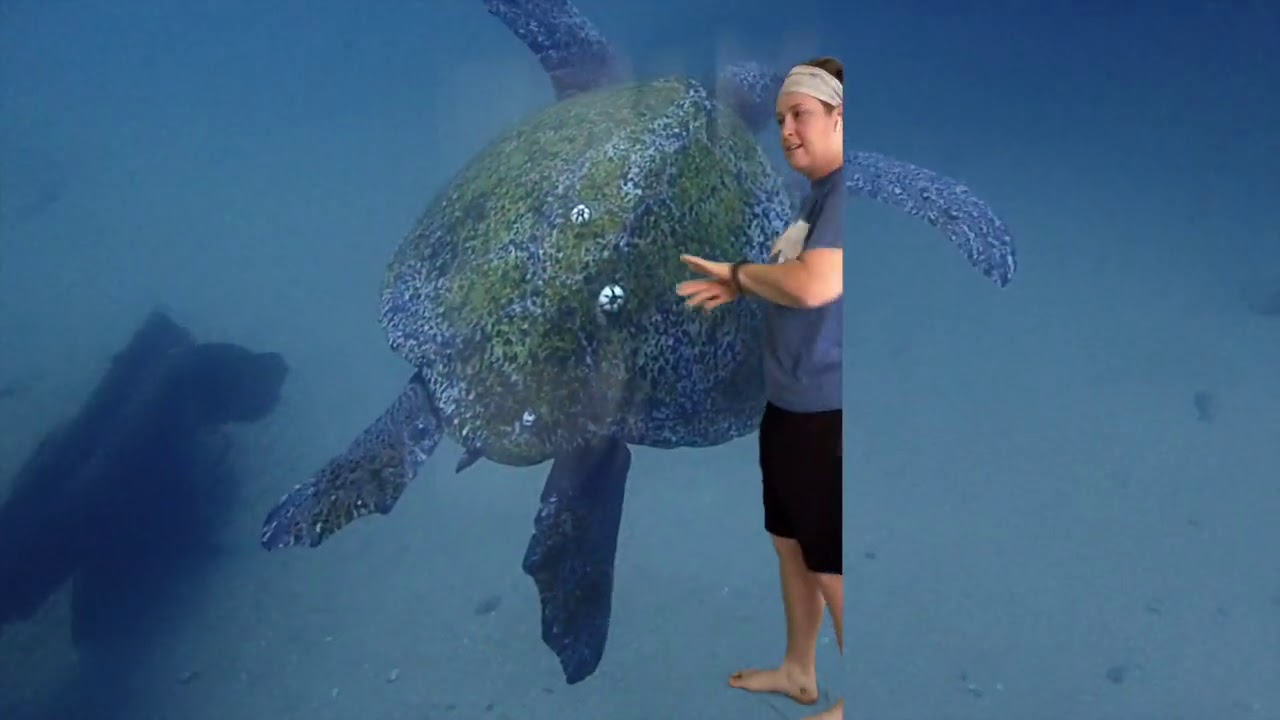 Coach Turtle Ocean Workout - Distance Learning PE for Preschool, PreK ...