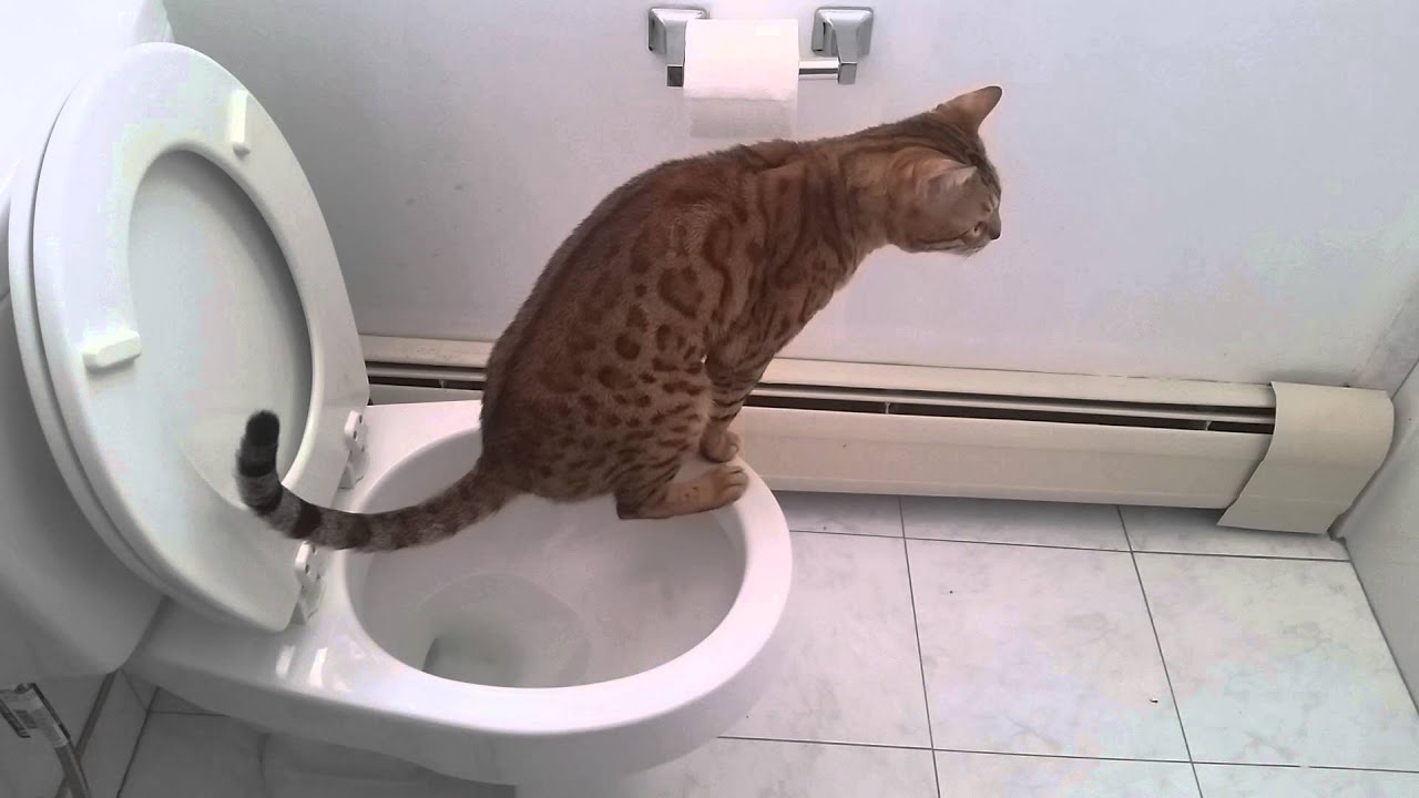 When your cat has more manners than you - YouTube