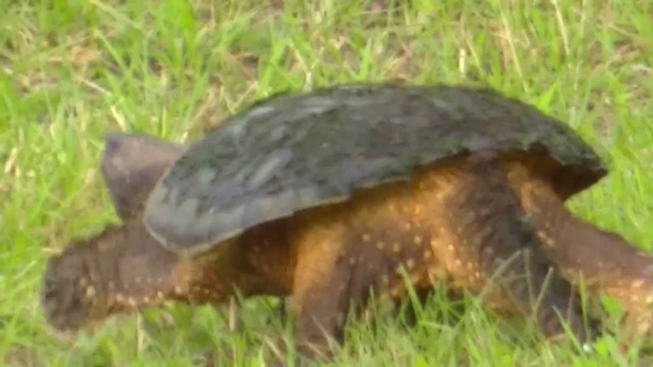 Huge Snapping Turtle Nature Minnesota in HD - YouTube