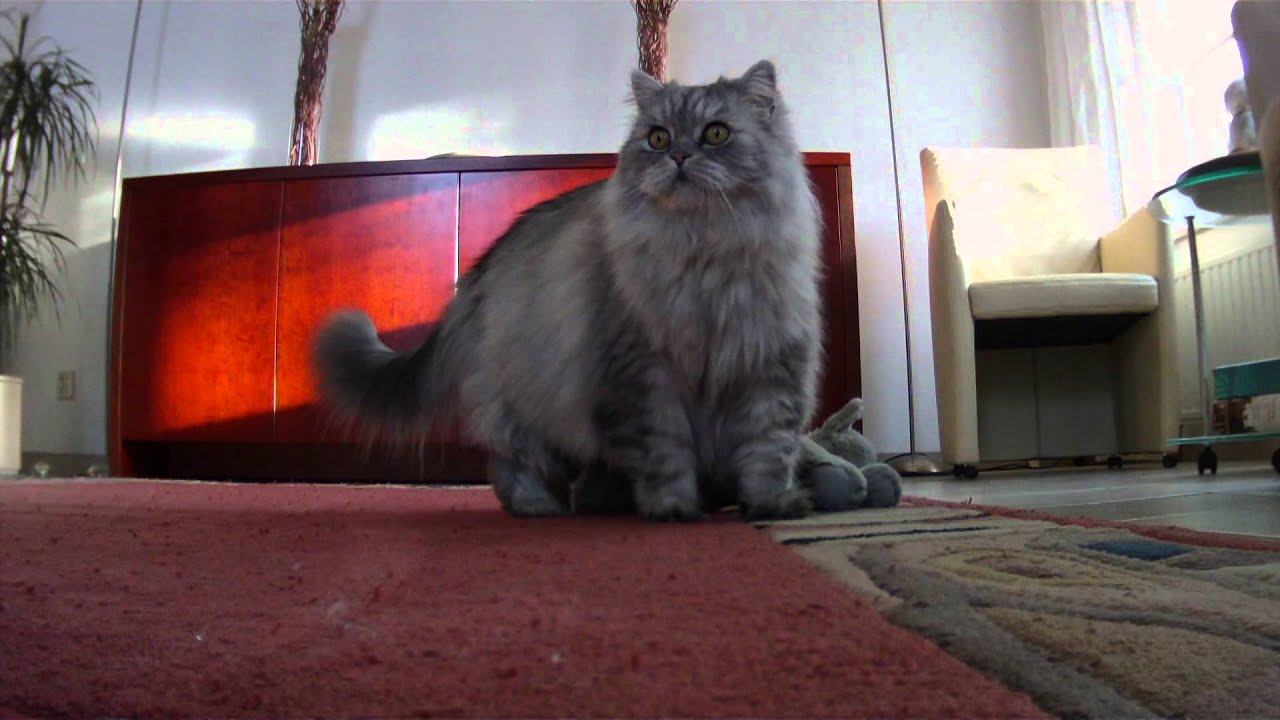 Persian Cat Shaded Silver Hopping Rocky van het Kersenlarenhof ...