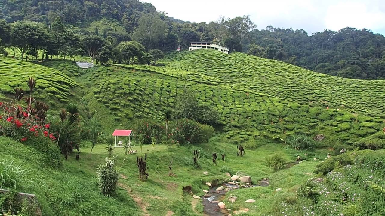 Bharat Tea Plantation, Cameron Highlands Maiaysia - YouTube