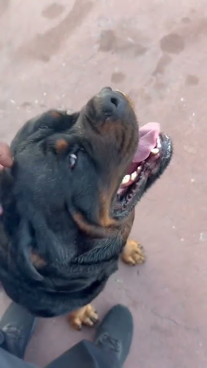 #davisrottweilers #rottweilers #doglover #viralvideo #puppies#dogs# ... #davisrottweilers #rottweilers #doglover #viralvideo #puppies#dogs# ...