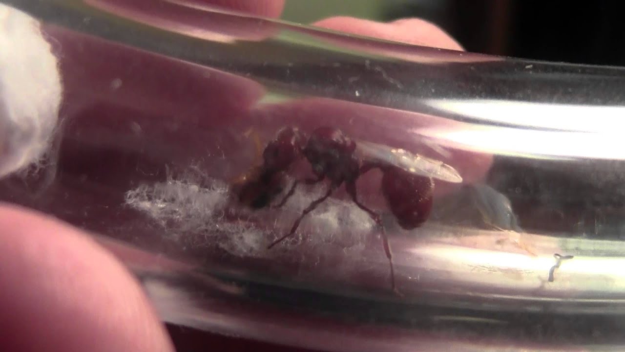 Ant Project Updates! - YouTube