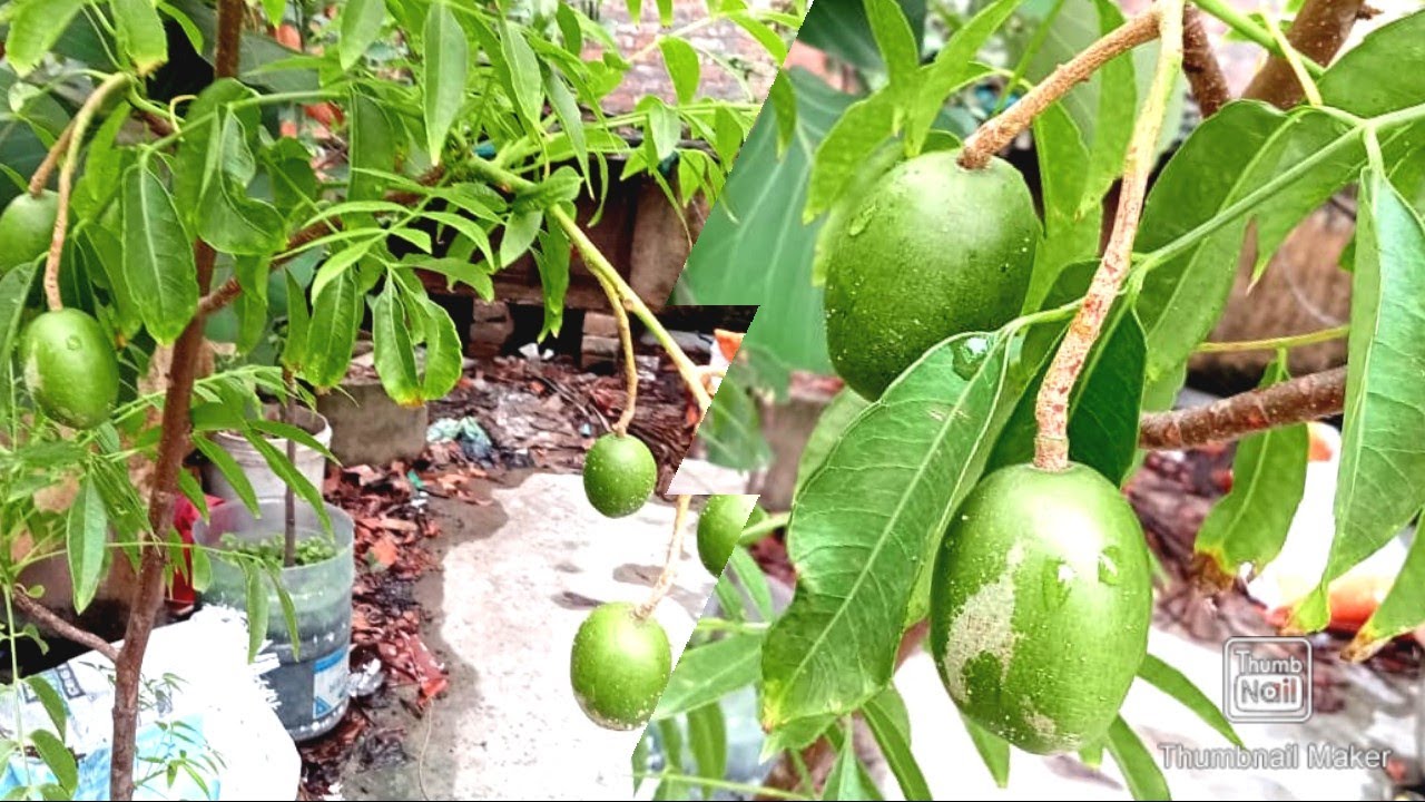 Bilati Amra Fruit Plant on my rooftop Garden - YouTube