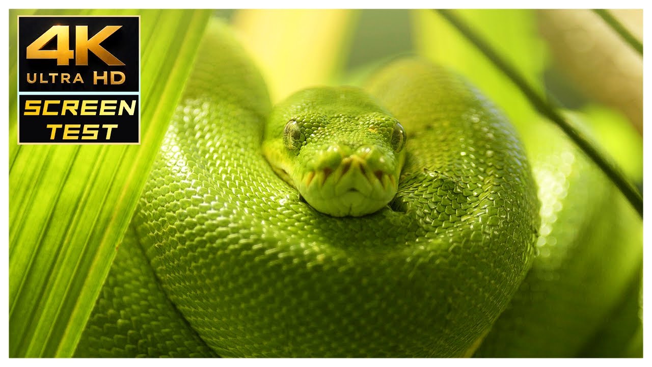 🌍 4K Ultra HD Screen Test - Redefine Perfection with Ultra HD! 💎 - YouTube