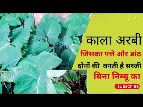 Black Arbi Arikanchan Harvesting - कला अरबी पत्ता और डांठ दोनों की ...