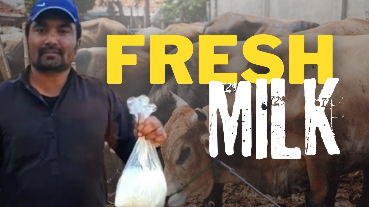 🐄 Fresh Milk Straight from the Farm! 🥛 | Best Natural Milk in Saudi ...