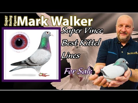 " Super Vince " From Best Kittel Racing Pigeon Bloodlines For sale in ...