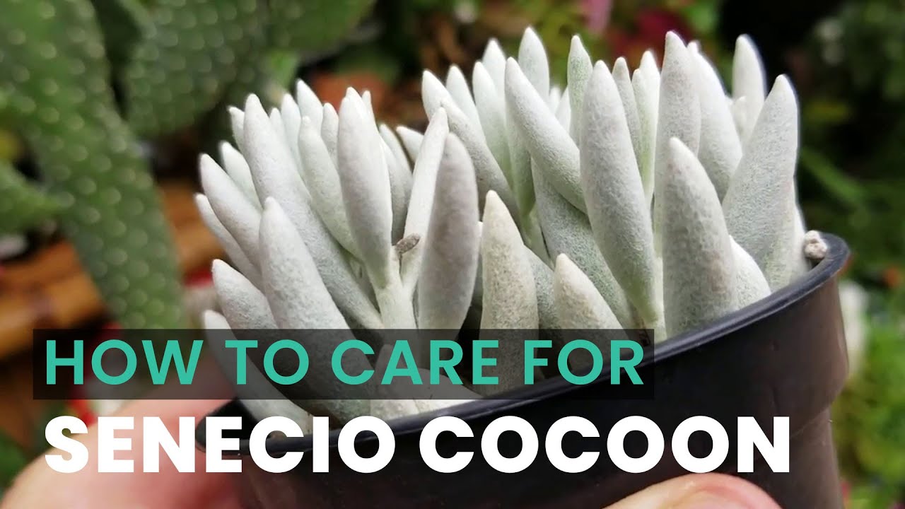 BEST TIPS | HOW TO CARE FOR COCOON PLANT | SCENECIO HAWORTHII COCOON ...