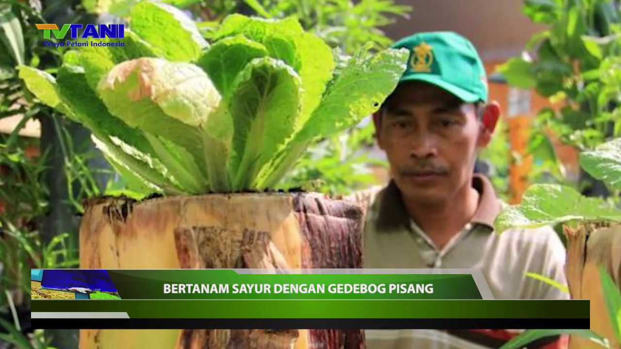 Bertanam Sayur dengan Gedebog Pisang - YouTube